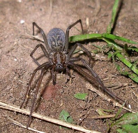 Waldspinne Foto And Bild Tiere Wildlife Spinnen Bilder Auf Fotocommunity