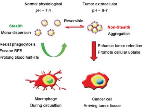 Schematic Illustration Of The Targeting Of Acidic Tumor Download