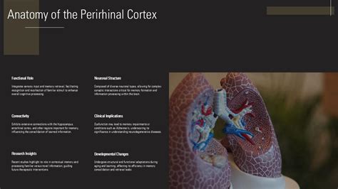 Perirhinal Cortex Brain Region Memory Processing Ppt Presentation St Ai Ppt Sample