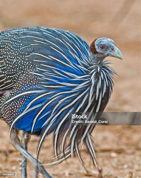 The Vulturine Guineafowl Is The Largest Extant Guineafowl Species It Is