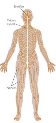 Actividad Integradora 5 Sistema Nervioso Y Reproductivo Flashcards