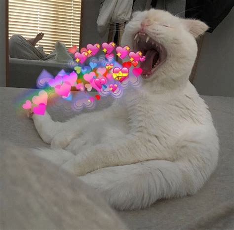 Pinterest Memes De Gatos Memes Apaixonados Memes Engraçados De Gato