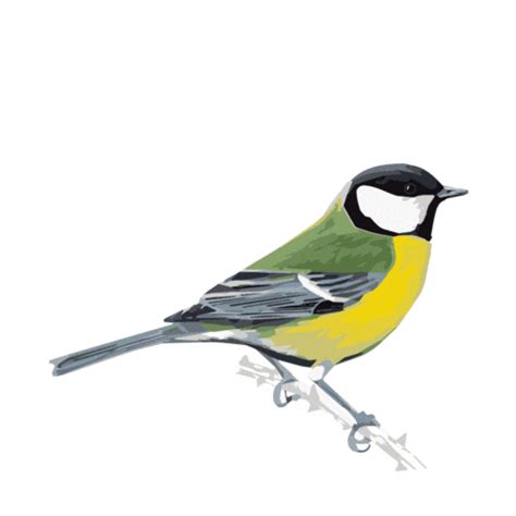 Great Tit Singing Sticker By Rspb