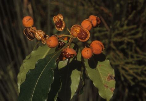 Pittosporum Undulatum Australian Plants Society