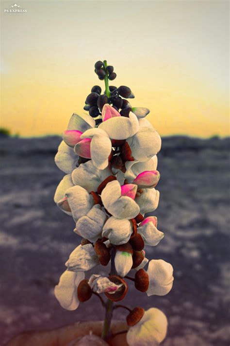 Edit Adobe Community 14548829