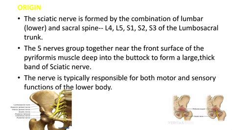 Anatomy Of Sciatic Nerve And Foot Drop Pptx