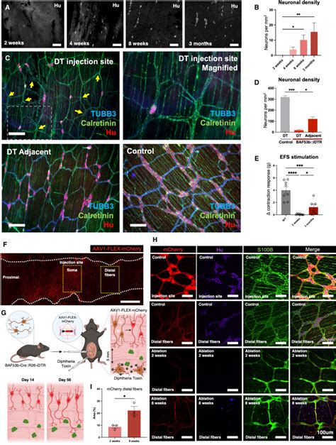 Mature Enteric Neurons Have The Capacity To Reinnervate The Intestine