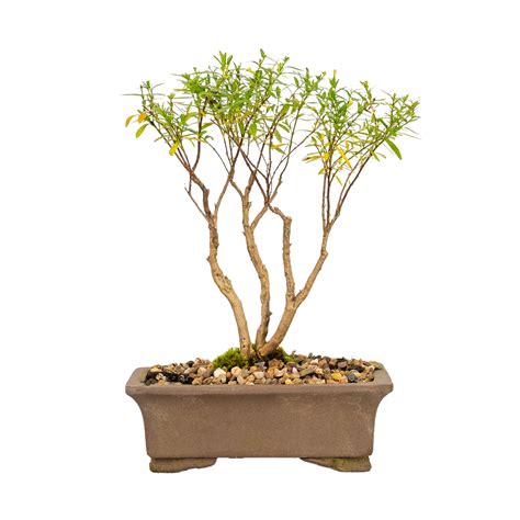 Cuphea Bonsai 2015 Bonsai At The Bay