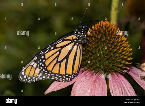 Monarch Butterfly Female Butterfly With Closed Wings Sitting On Pink Blossom Looking Right Stock