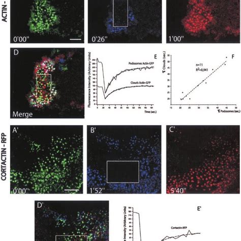 Actin Gfp Expressing Raw Cells Differentiate Into Osteoclasts