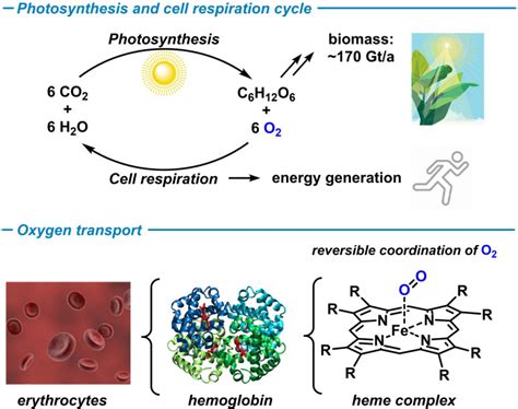 The Diverse Modes Of Oxygen Reactivity In Life And Chemistry Pmc