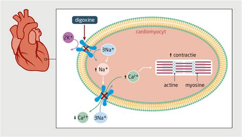 Digoxina Digiveena At Best Price In Bengaluru By Radel Electronics