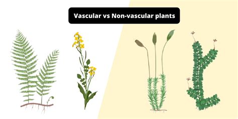 Non Vascular Plant