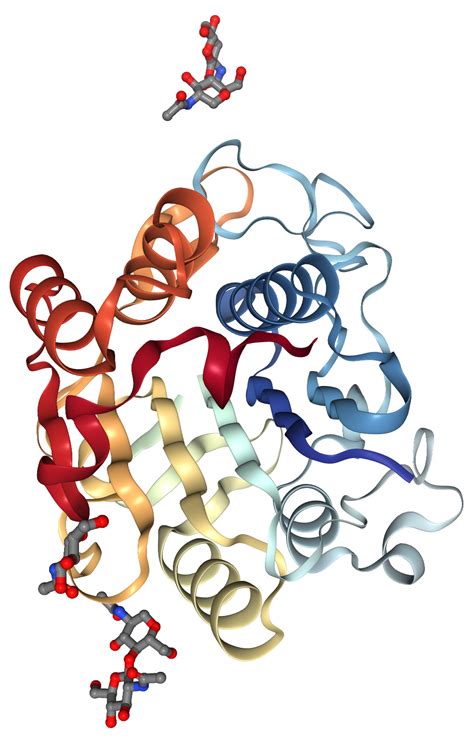 Legumain Protein Overview Sino Biological