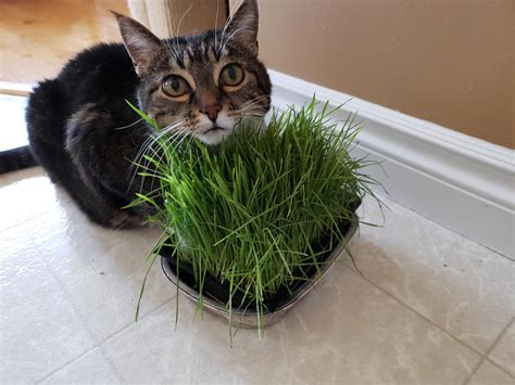 In The Middle Of Canadian Winter Wheatgrass Is A Blessing Rcats