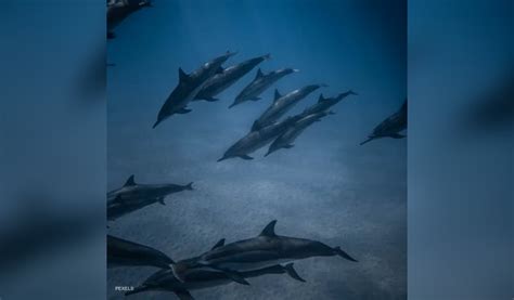 هنا لبنان الحيتان الزرقاء تدفع ثمن ما يفعله البشر دراسة تكشف كارثة