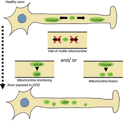 Spherical Mitochondria May Be Predominant In Ogd Exposed Axons For