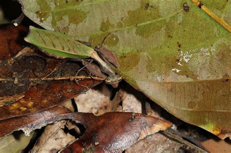 姬螳螂 黃仕傑1973 數位島嶼