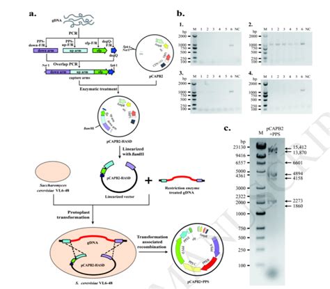 南京农业大学辛志宏实验室：利用tar技术克隆plipastatin生物合成基因簇在枯草芽孢杆菌中表达 知乎