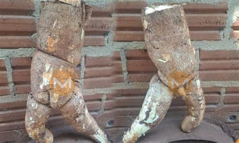 Apareció La “mandioca Sexy” En Itapúa