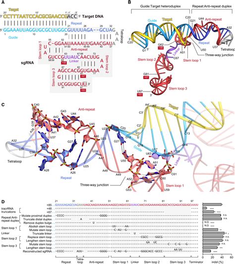 Crystal Structure Of Cas9 In Complex With Guide Rna And Target Dna Cell