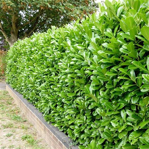 Buy Cherry Laurel Prunus Laurocerasus Rotundifolia