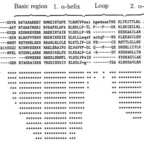 part of an alignment of nine basic helix loop helix proteins as