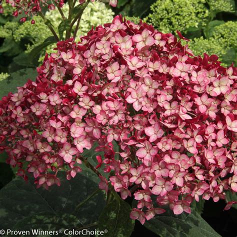 Hydrangea Arbor Hydrangea Smooth Invincibelle Ruby 2 Behmerwald Nursery