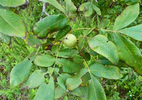 18 Types Of Hickory Trees Pictures And Leaves Identification