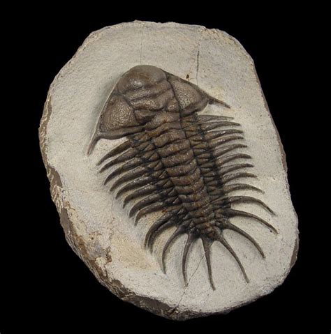 5 Surviving Facts About Rare Trilobites Fossils That Every Fossil
