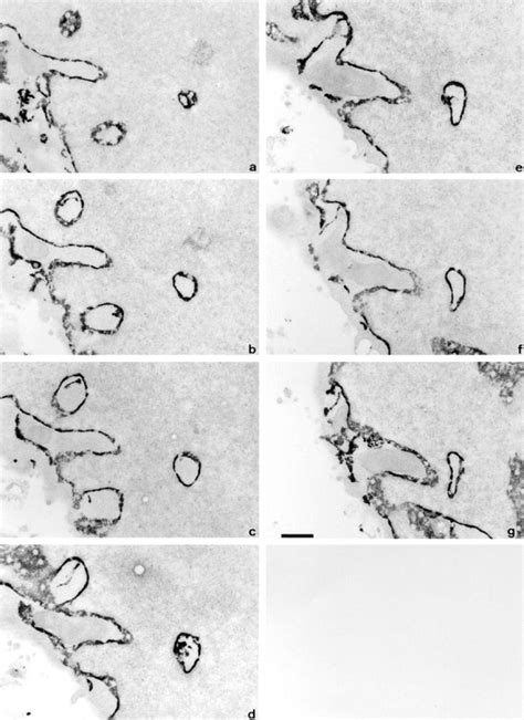 Interphase Nuclei Of Many Mammalian Cell Types Contain Deep Dynamic