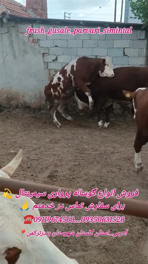 ️دامداری میکائیل گوساله پرواری سیمینتال بندرترکمن ️‎ ‎خرید ۳۰ راس گوساله ی سیمینتال جنس برای