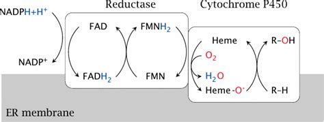 Metabolism Of Drugs And Xenobiotics