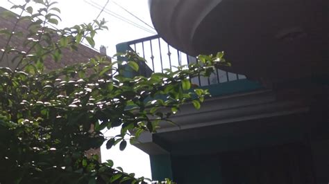 Devansh Jha Live Stream Youtube