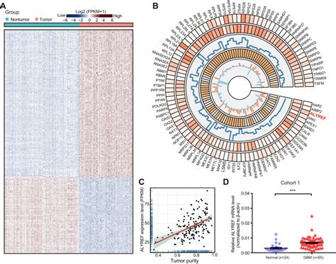 Alyref Drives Cancer Cell Proliferation Through An Alyref Myc Positive Feedback Loop In