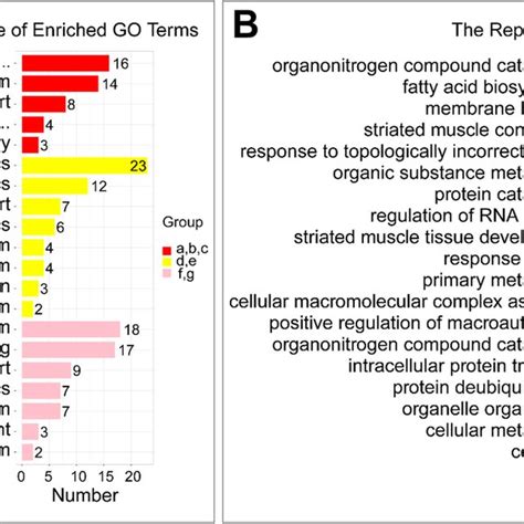 Representative Terms Of Go Enrichment Analysis Go Term Redundancy Was