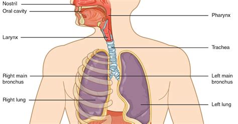 Blank Sheets Respiratory System Creative Common License In A Clil Lesson