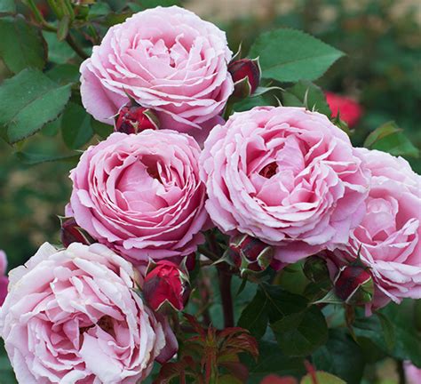 Shrub Roses Images At Leroy Gonzales Blog