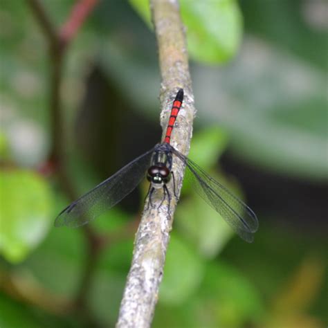 Scarlet Grenadier Lathrecista Asiatica Biodiversity And Environment