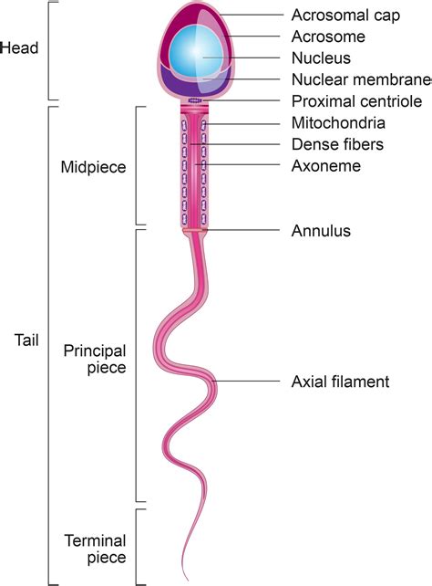 Nucleus Of The Sperm Cell Telegraph