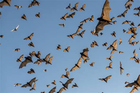 Two Animals That Migrate