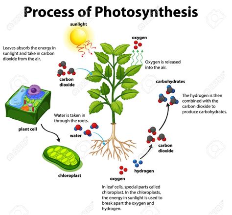 Diagram Showing Process Of Photosynthesis With Plant And Cells Illustration St Photosynthesis