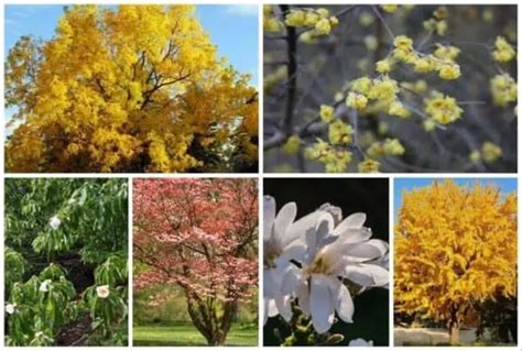 16 Popular Usda Zone 8 Trees To Consider Planting Today
