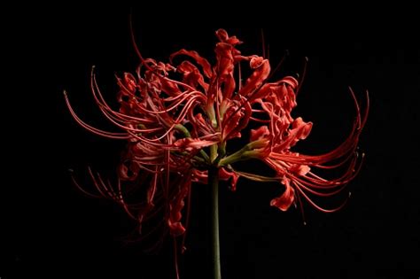 Red Spider Lily Inuyasha Red Spider Lily Inuyasha