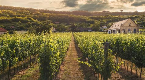 Telmo Rodriguez Albertstaste