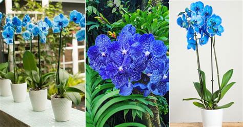 Blue Orchid Flower Symbolism At Mark Bateman Blog