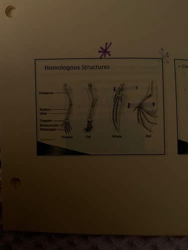 Bio Evolution Quizam Flashcards Quizlet