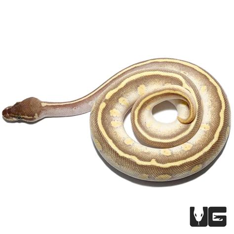 Pastel Soulsucker Ball Python