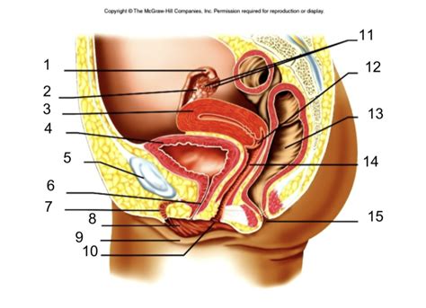Female Reproductive System Label Diagram Diagram Quizlet