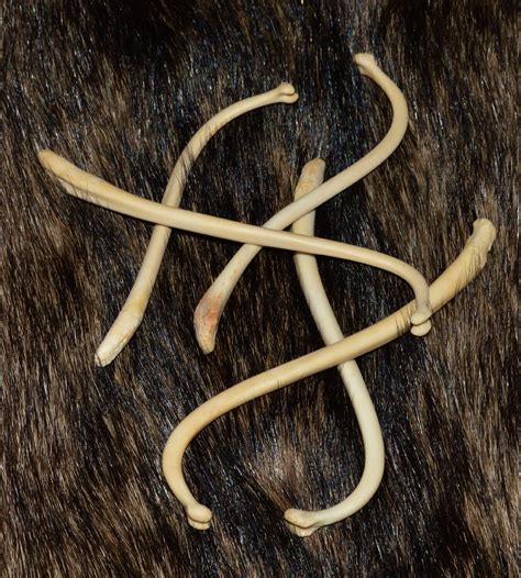 Coon Baculum